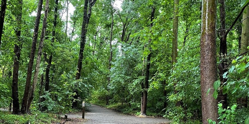 Tree Identification Workshop at Paradise Creek Nature Park - Olde Towne ...