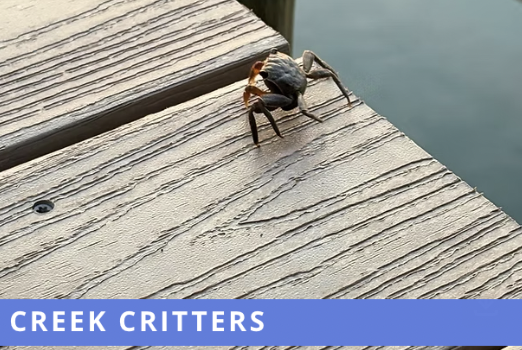 Creek Critters at Hoffler Creek Wildlife Preserve 11 am - 2 pm - Olde ...